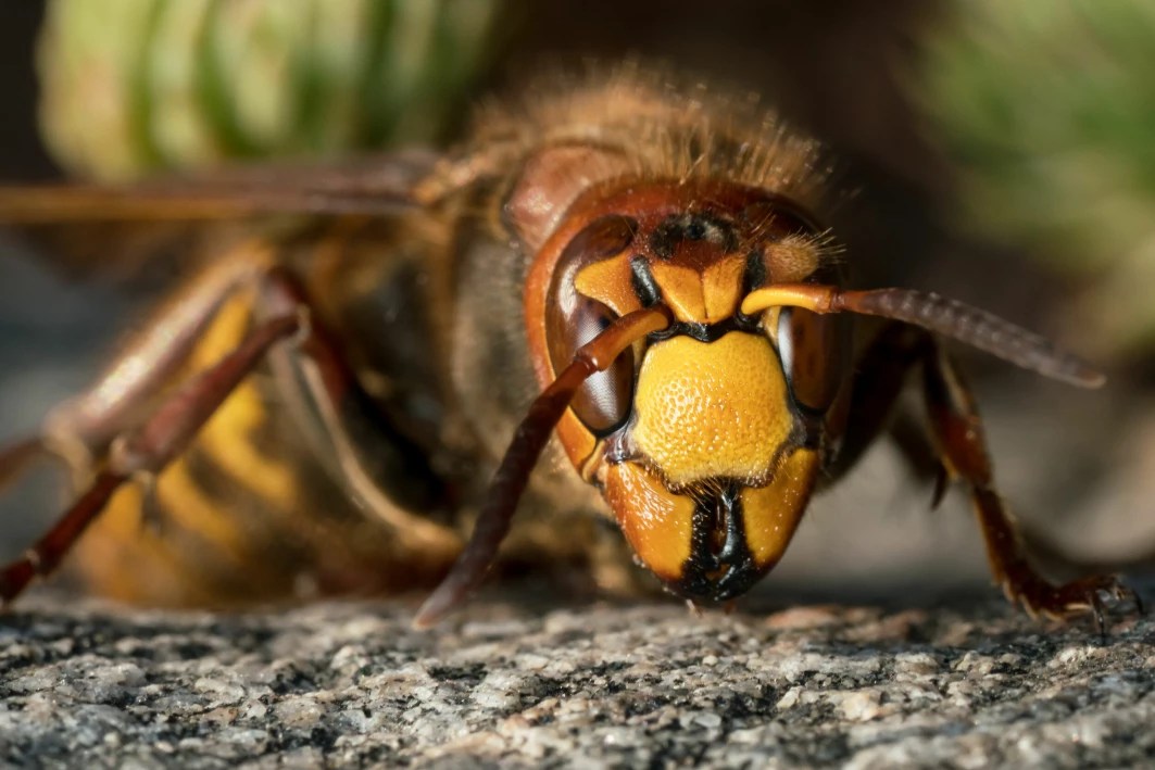 Geithams. | AntiPest Skadedyrkontroll